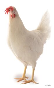 Lohmann LSL-Classic - STERRER GmbH